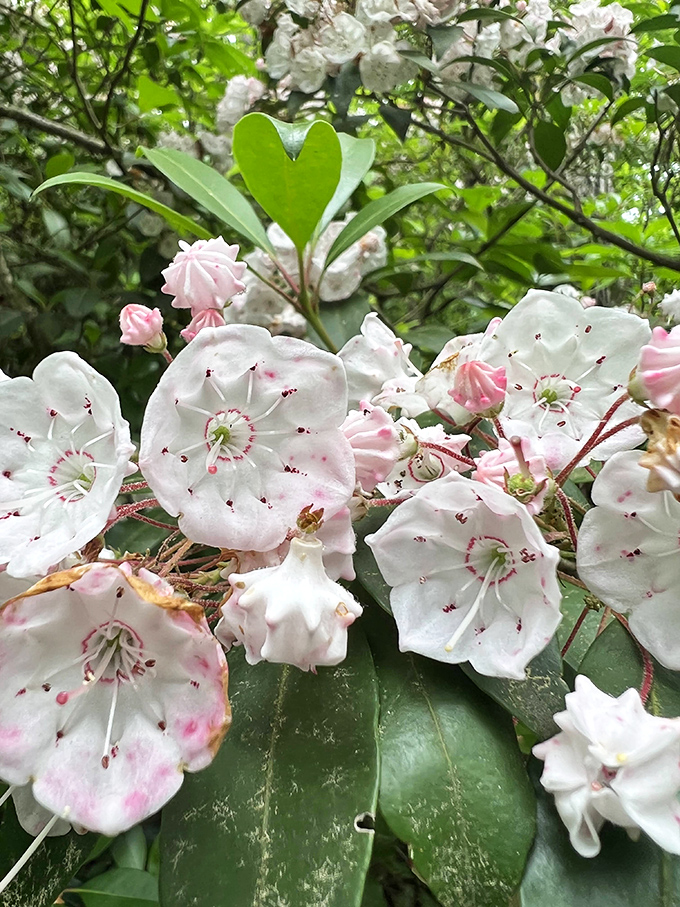 Spring's delicate mountain laurel blooms line the trails like nature's own welcome committee, adding touches of pink to your fossil adventure.
