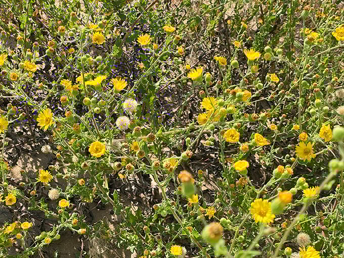 These resilient wildflowers don't need gardeners or Instagram filters to showcase their sun-kissed beauty against the island's sandy canvas.
