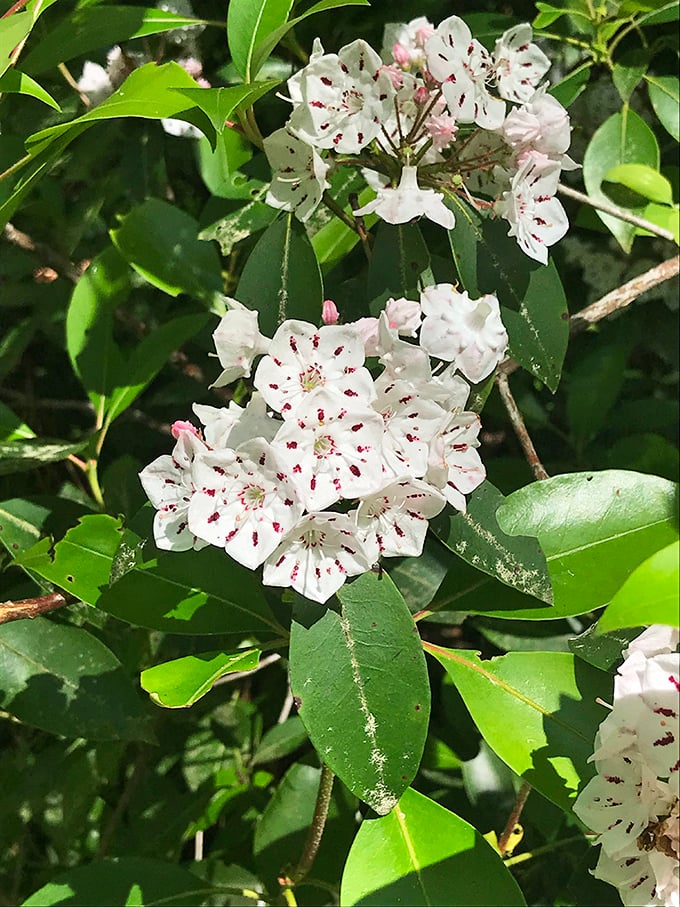 Mountain laurel blooms dot the forest with delicate constellations of white and pink, nature's own version of confetti without the cleanup.