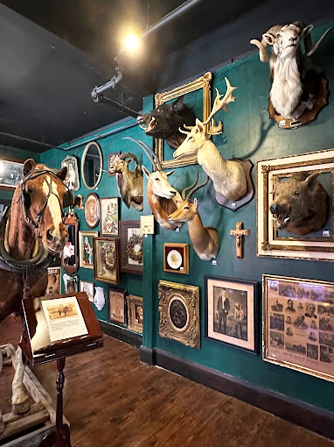 The ceiling becomes a constellation of antlers, while display cases below offer smaller treasures for the aspiring cabinet of curiosities collector. 