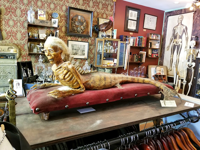 Half-human, half-fish, all conversation starter. This mermaid skeleton lounges dramatically atop crimson velvet, defying both biology and interior design norms.