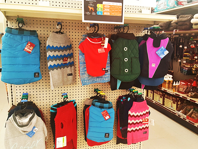 Pet fashion that turns ordinary walks into canine runway shows, proving even four-legged family members deserve a wardrobe refresh.