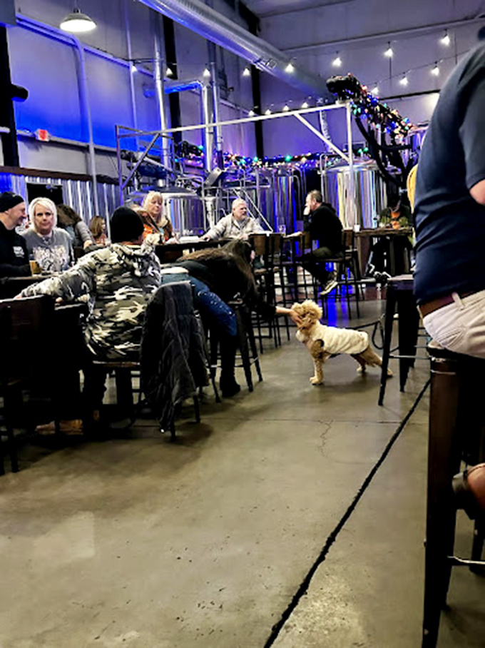 At Slow Play, even four-legged friends know where the good times roll. This pup has clearly developed excellent taste in breweries.