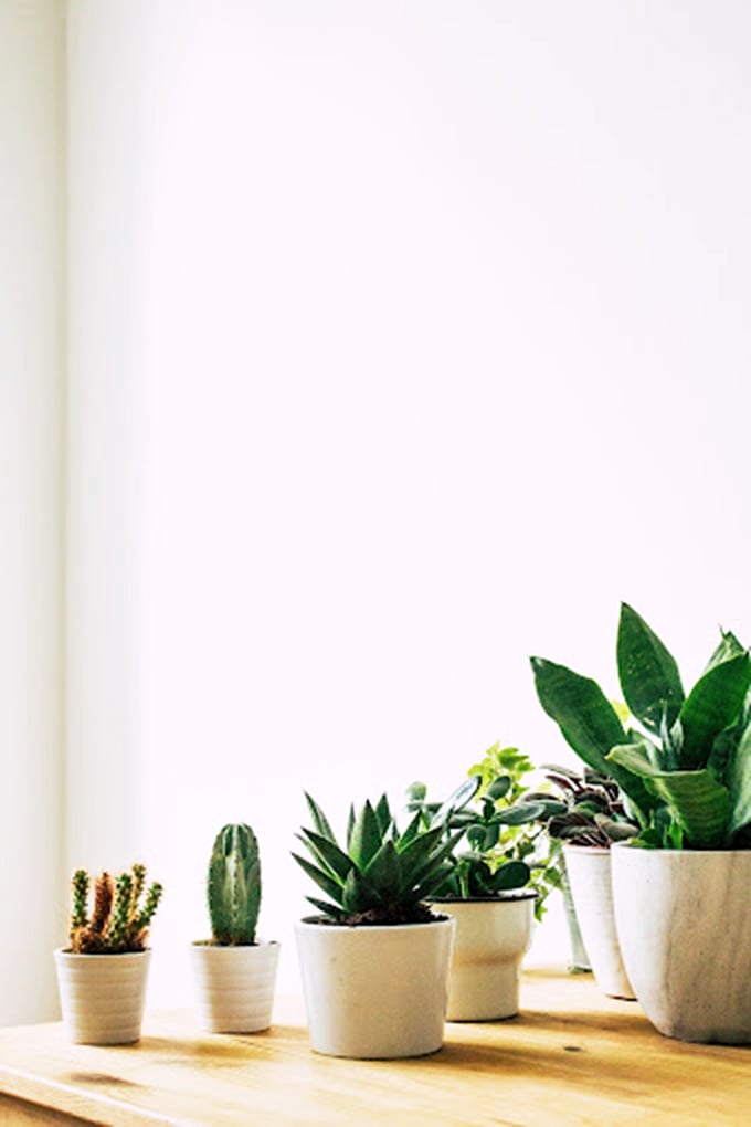 Even the houseplants at Arc's seem to have stories—these potted companions wait patiently for someone to give them a sunny windowsill.