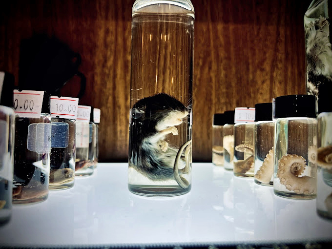 Preserved specimens in glass jars line up like scientific soldiers, each containing mysteries and natural wonders from worlds most never explore.