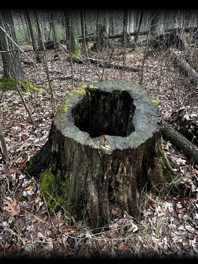 Nature's reminder that endings can be beautiful too&mdash;this hollow stump now serves as a miniature ecosystem for countless forest creatures.