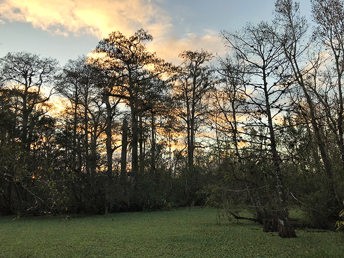 As the sun sets behind ancient cypress trees, the swamp transforms into a silhouetted cathedral of natural wonder.
