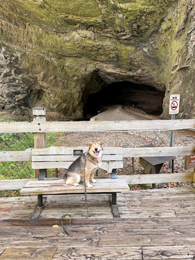 At the tunnel's mouth, a happy pup demonstrates perfect vacation form: living completely in the moment, tongue optional.