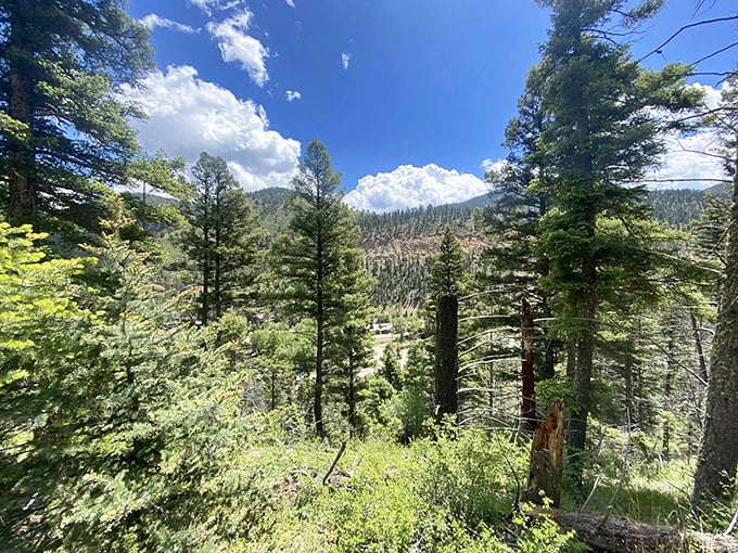 The forest opens to reveal a vista that makes you forget you were complaining about the hike just five minutes ago.