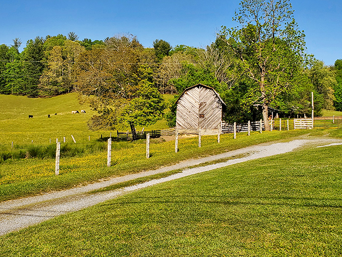 The grassy balds of Roan Mountain offer nature's version of a stadium view, where distant peaks perform the slowest, most beautiful dance.