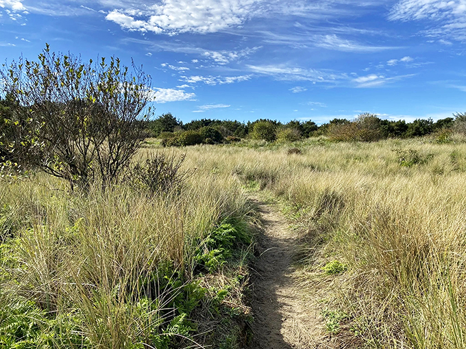 The trail beckons through golden grasses, a winding invitation to discover what lies beyond the next bend. 