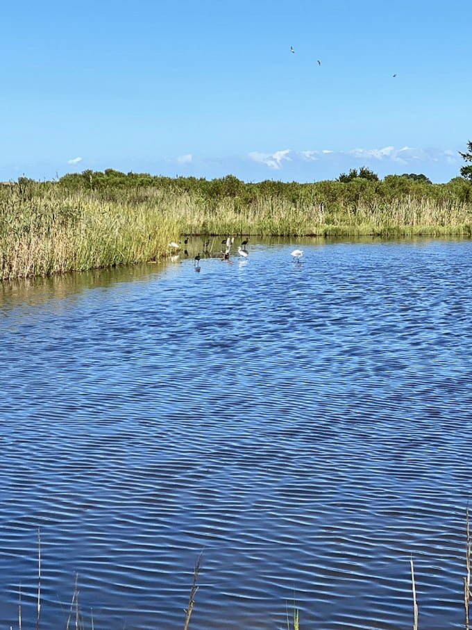 Gordon's Pond mirrors the perfect blue sky, while egrets patrol the shallows like nature's most elegant security detail.