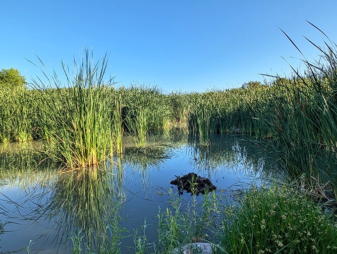 Cattails stand at attention like nature's honor guard. This serene wetland scene captures the essence of tranquility just minutes from the chaos of the Strip.
