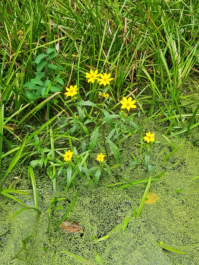 Tiny yellow wildflowers emerge triumphantly through the duckweed, nature's reminder that beauty finds a way even in challenging places.