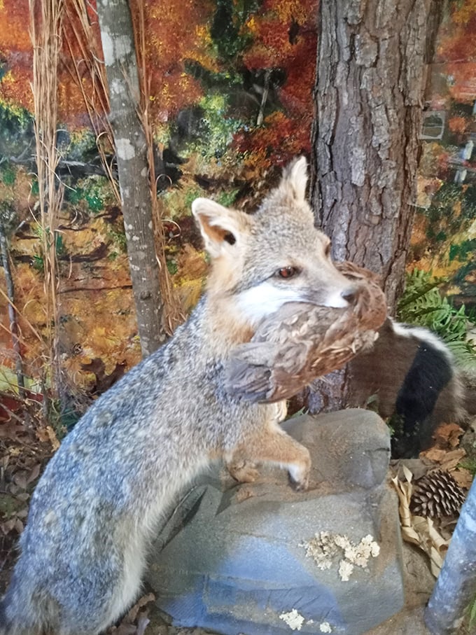 A taxidermied fox reminds visitors of the park's wild residents. The live ones are considerably less cooperative for photos.