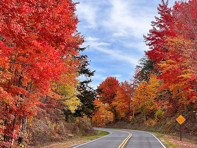 Fall in East Tennessee isn't just a season—it's a spectacular show where maple and oak trees compete for who can wear the most outrageous colors.