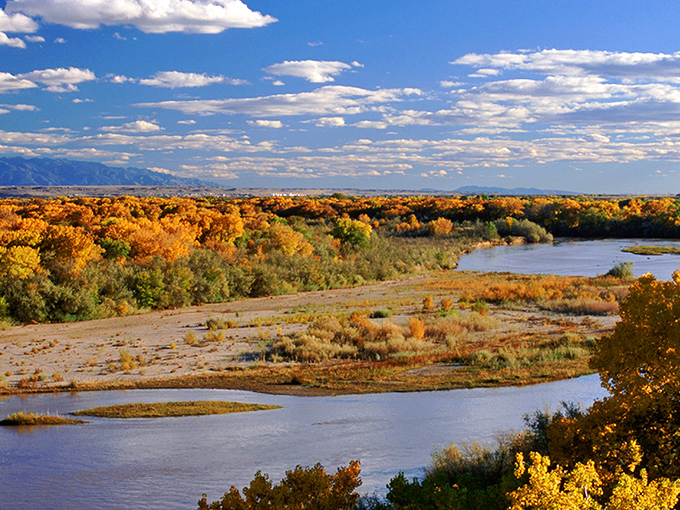The Gila River in autumn creates a golden highway through the landscape, where cottonwoods show off their seasonal finery against New Mexico's endless sky.