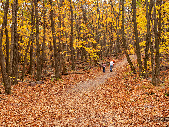 Fall hiking trails where the leaves create a golden carpet so beautiful you'll forgive them for the raking they'll require later.