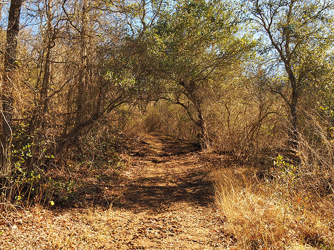 Nature's hiking trail or Stephen King movie setting? In fall, Lockhart's wooded paths offer both serene walks and delightfully spooky ambiance.
