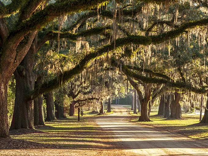 Spanish moss drapes these magnificent oaks like nature's own decorator, creating a cathedral-like passage that whispers tales of the South.