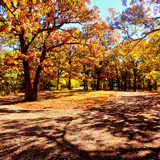 Autumn's grand finale performance, where every tree competes for the "Most Spectacular Color Change" award. Standing ovation guaranteed.