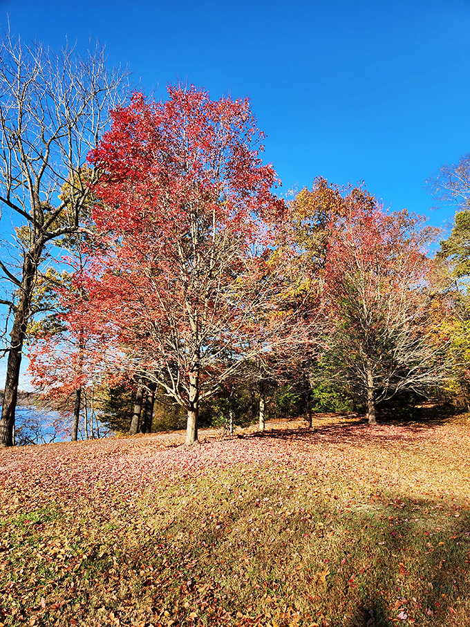 Autumn's fiery display reflects in still waters, nature's way of saying, "Yes, I do take my color coordination seriously."