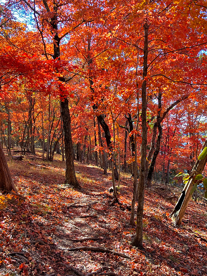 Autumn paints the forest in fiery hues, creating a cathedral of color that makes every hiker feel like they've stumbled upon a secret spectacle.