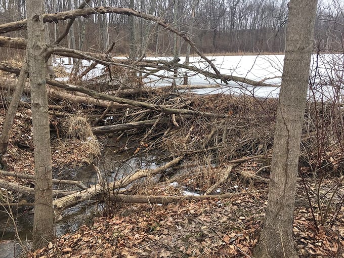 Nature's engineers have been busy&mdash;this beaver dam transforms the landscape with more efficiency than most human construction crews, minus the hard hats and coffee breaks.