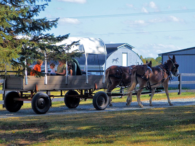 Belmont Farms Distillery offers horse-drawn wagon rides&mdash;because some traditions, like perfectly crafted spirits, never go out of style. Slow travel for savoring life's flavors.