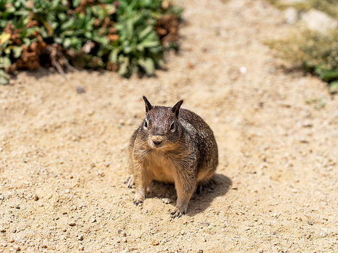 "Got snacks?" This furry local knows tourists mean treats, mastering the art of cute begging that's impossible to refuse.