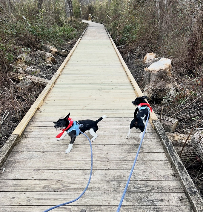 Four-legged explorers lead the way with unbridled enthusiasm, reminding us that the best trail reviews often come with wagging tails attached.