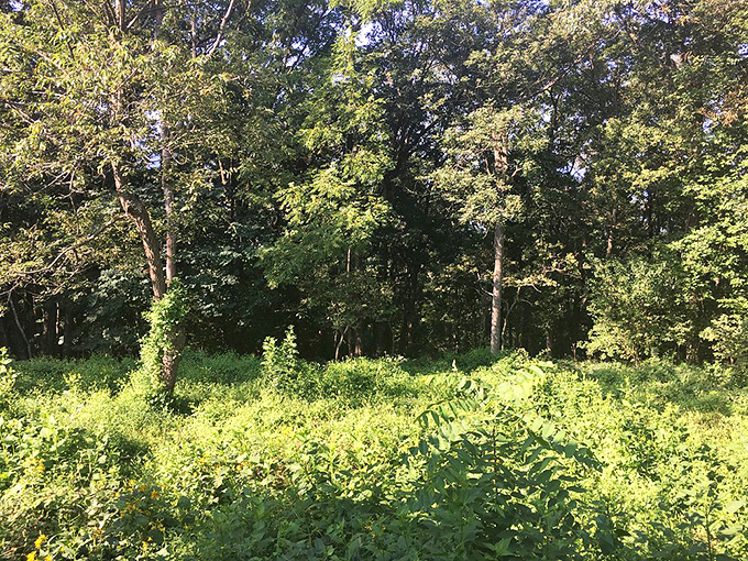 Summer's leafy explosion creates a verdant paradise. This isn't just a forest&mdash;it's nature's air conditioning at its most gorgeous.