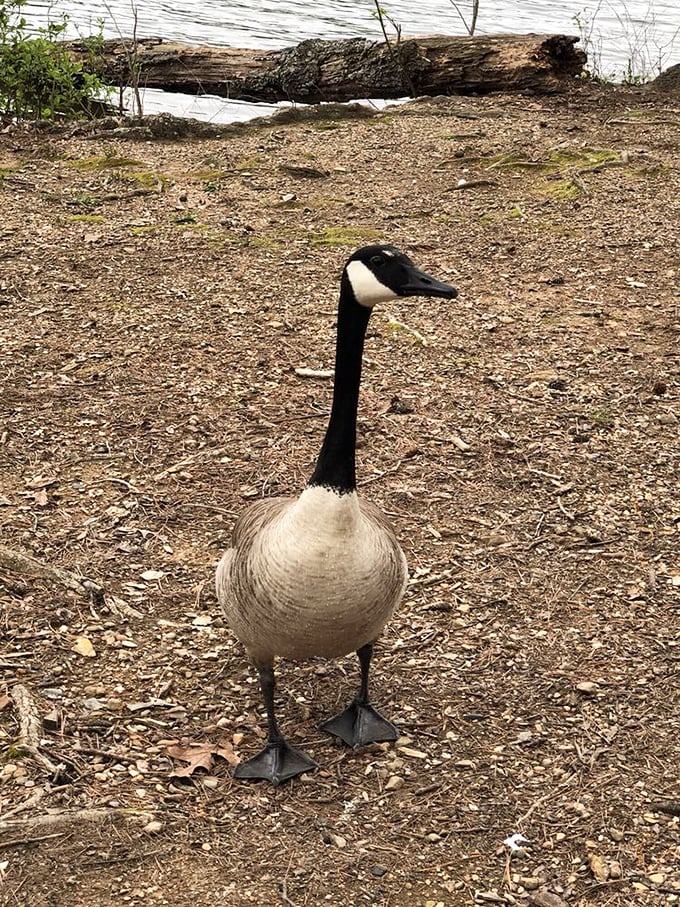 This Canada goose isn't lost – it's just smart enough to vacation where the scenery rivals any national park.