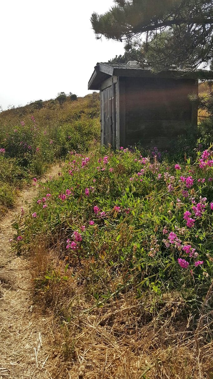 Even the facilities come with wildflower landscaping. This might be the most scenic restroom approach in all of California.