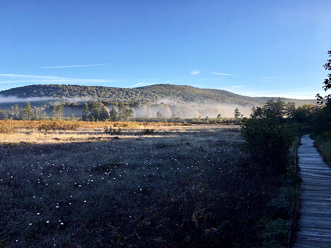 Dawn breaks over the bog, scattering diamonds of dew across the landscape. Morning's first light reveals the misty breath of the earth.