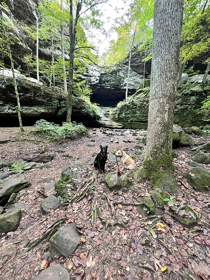 Even four-legged hikers pause to appreciate the view. Dogs know a good trail when they smell one.