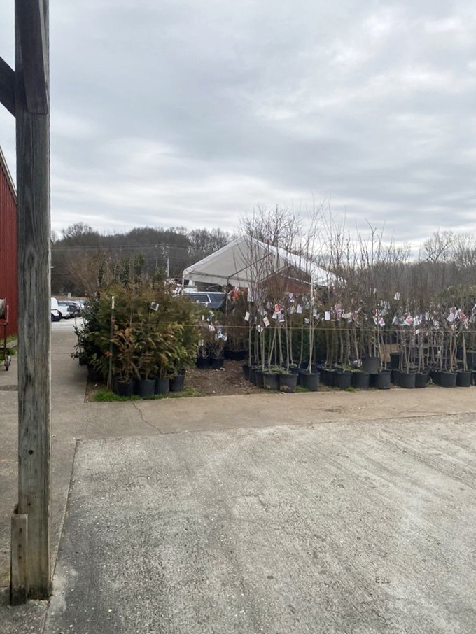 The outdoor garden section offers a leafy respite from indoor treasure hunting, where your future houseplant or backyard tree awaits adoption.