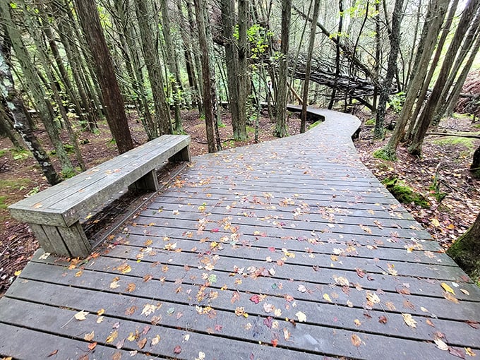 This thoughtfully placed bench invites you to pause and absorb the forest symphony&mdash;the rustling leaves providing better background music than any playlist.