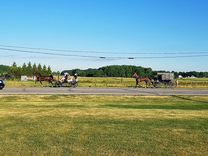 Rural Indiana's version of rush hour. Horse-drawn buggies traverse country roads where the pace matches the rolling farmland that stretches to the horizon.