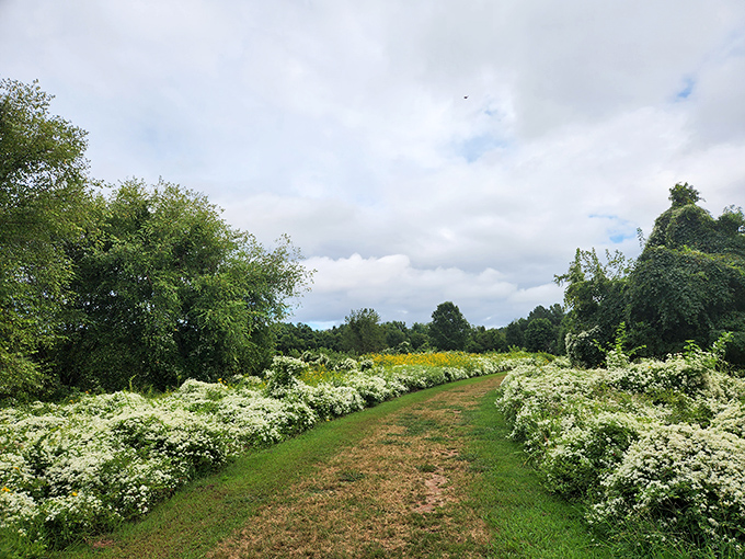 Summer's wildflowers create nature's perfect welcome mat along this serene pathway. The Eastern Shore's quieter pleasures often hide just steps from the main road.
