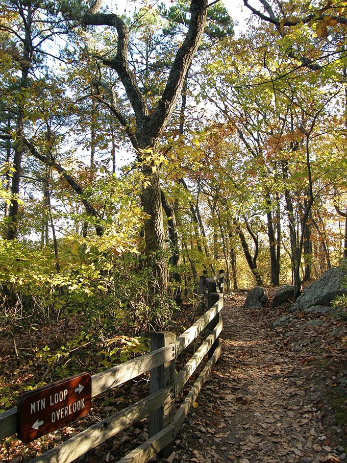The Mountain Loop trail beckons with that perfect combination of accessibility and adventure—like nature is saying "come explore, but I won't make you work too hard."