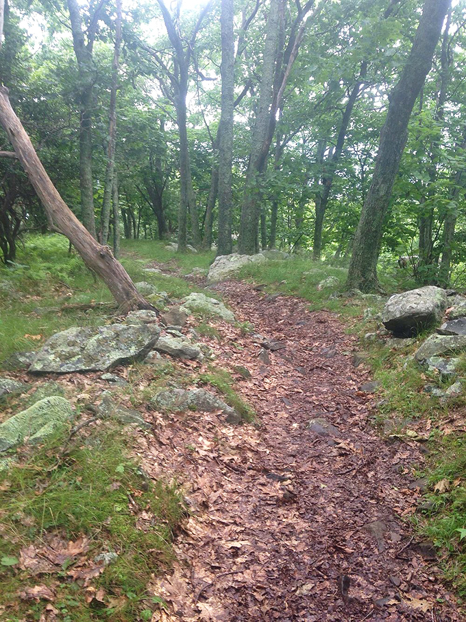 The trail less traveled, which somehow still knows exactly where you need to go. Those rocks aren't obstacles&mdash;they're nature's stair masters.
