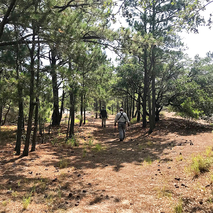 Hiking through pine forests with that distinctive coastal scent &ndash; like nature's own aromatherapy session with cardiovascular benefits.