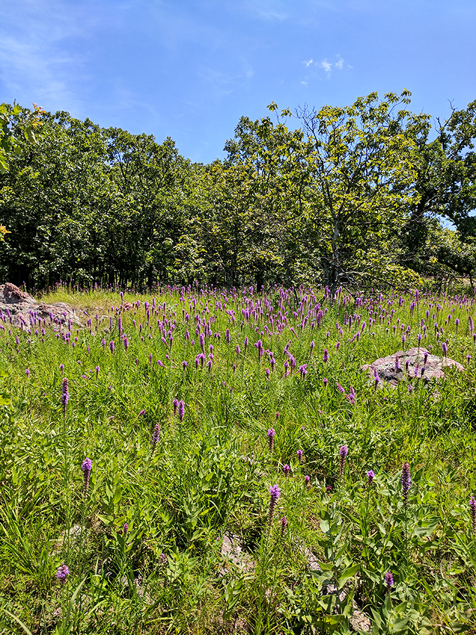 Spring brings a purple wildflower explosion to the mountain glades. Nature's garden puts on a show that would make any landscaper both jealous and inspired.