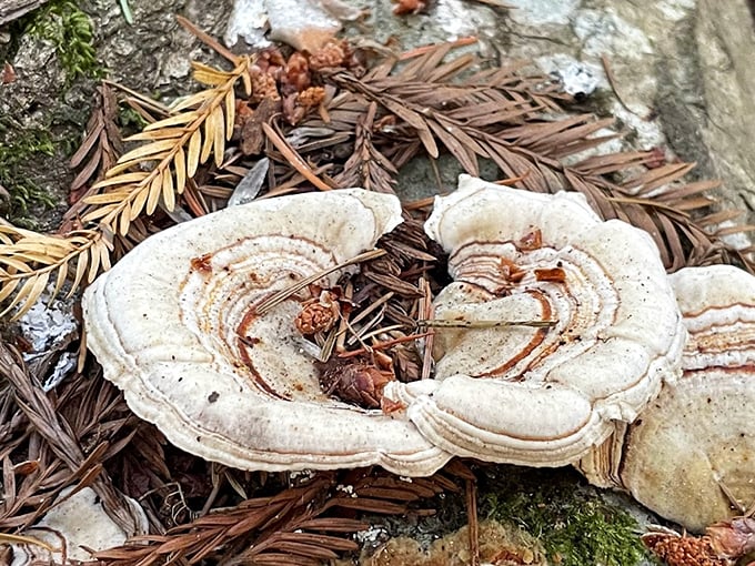Forest fungi&mdash;nature's artistic side hustle. These bracket mushrooms are the original organic architecture, no blueprint required.