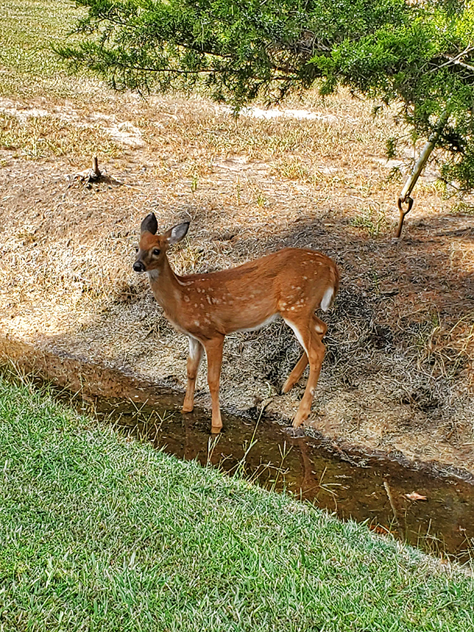 Local resident caught mid-photoshoot. Unlike human visitors, this deer didn't need to reserve its spot months in advance.