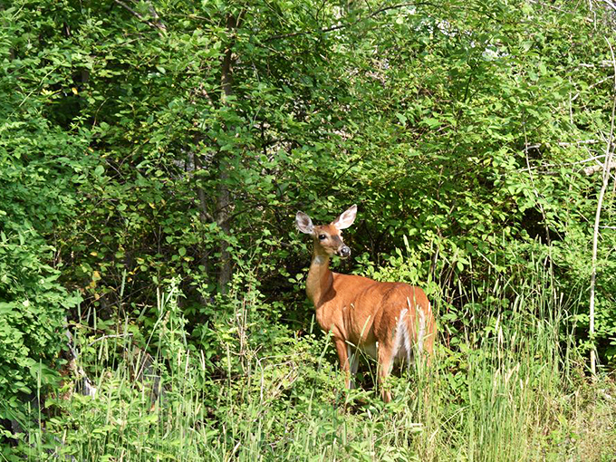 "Just passing through!" The local wildlife reminds visitors that Fayette isn't just a historic site &ndash; it's a thriving ecosystem where nature and history coexist.