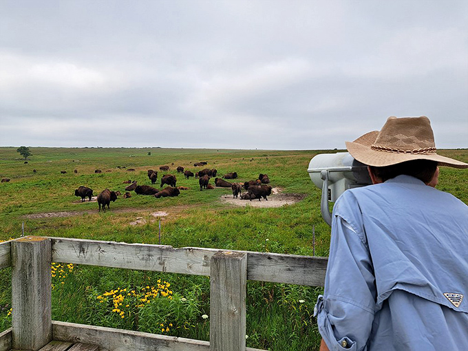 Bison grazing on native prairie grasses, blissfully unaware they're the stars of countless visitor photos. Nature's celebrities don't need agents.