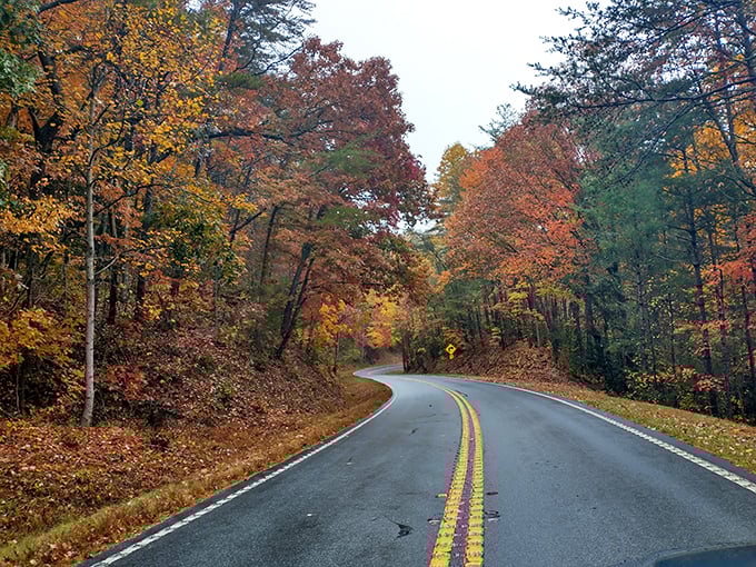 Autumn's paintbrush transforms ordinary roads into extraordinary journeys. Fall foliage here rivals New England's, but with Georgia's signature hospitality.