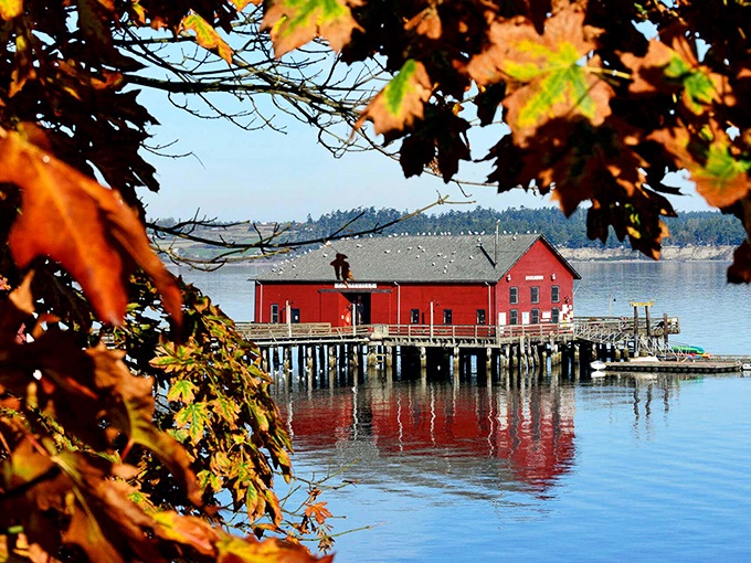 Autumn frames the view of the wharf with fiery maple leaves, nature's way of adding seasonal flair to an already perfect scene.